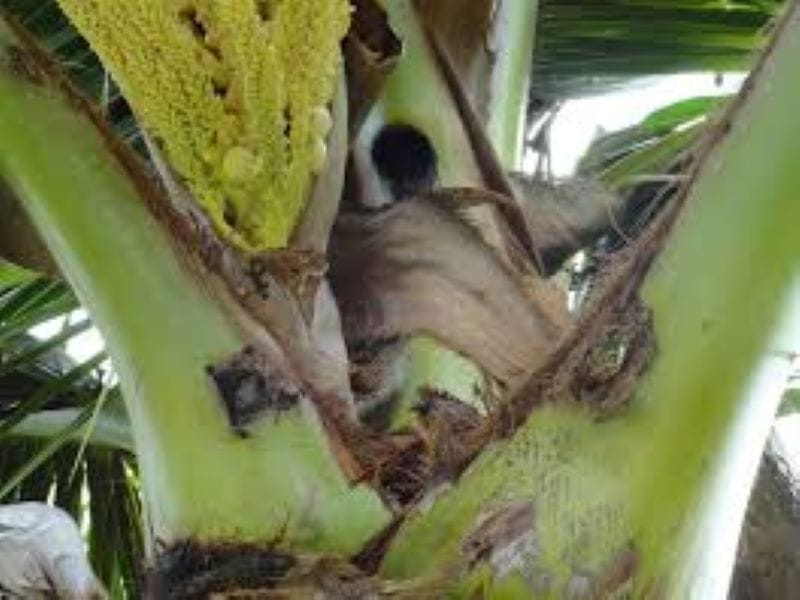 Farm Tips: Remedy for coconut fungal disease during Rainy Season