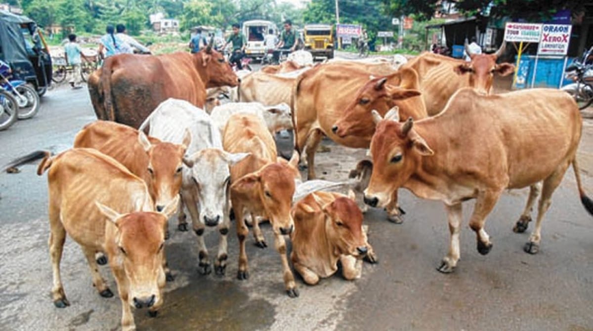 Cows that Cannot Provide Milk Can be the Ultimate Solution for Many ...