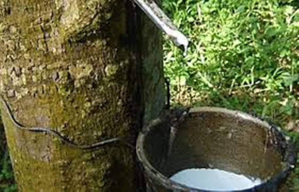 Know About the High-Yielding Rubber Intercrops and How They Can be Grown