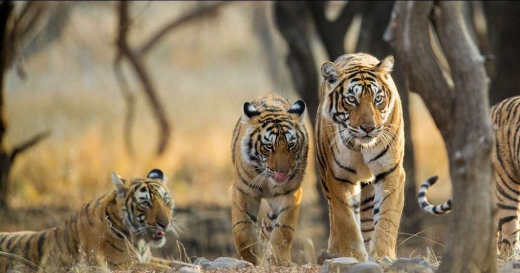 India's 2018 Tiger Census Sets Guinness World Record