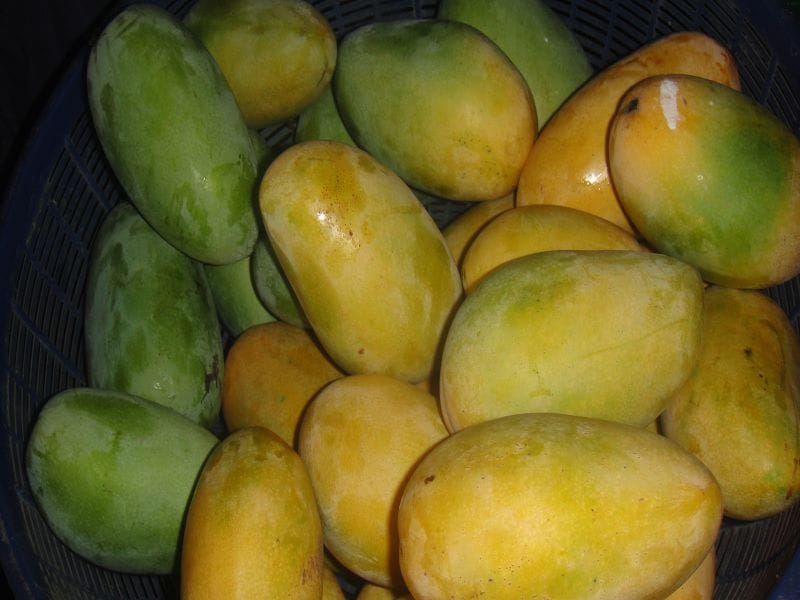 Mango sales suffer COVID blow; More Details Inside