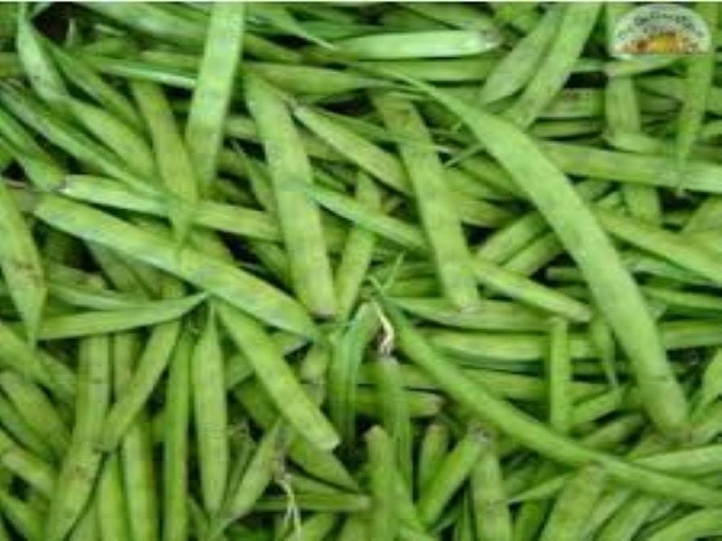 Amara Beans are the best to grow during July and August; Know how you ...