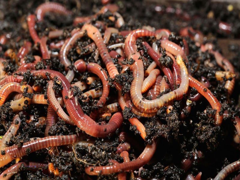 7 Quick Ways To Prepare Vermicompost At Home