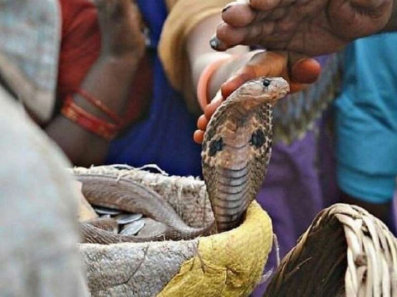 Nag Panchami 2020: Know About Puja Muhurat, Rituals and Significance Nag Panchami 2020: Know About Puja Muhurat, Rituals and Significance