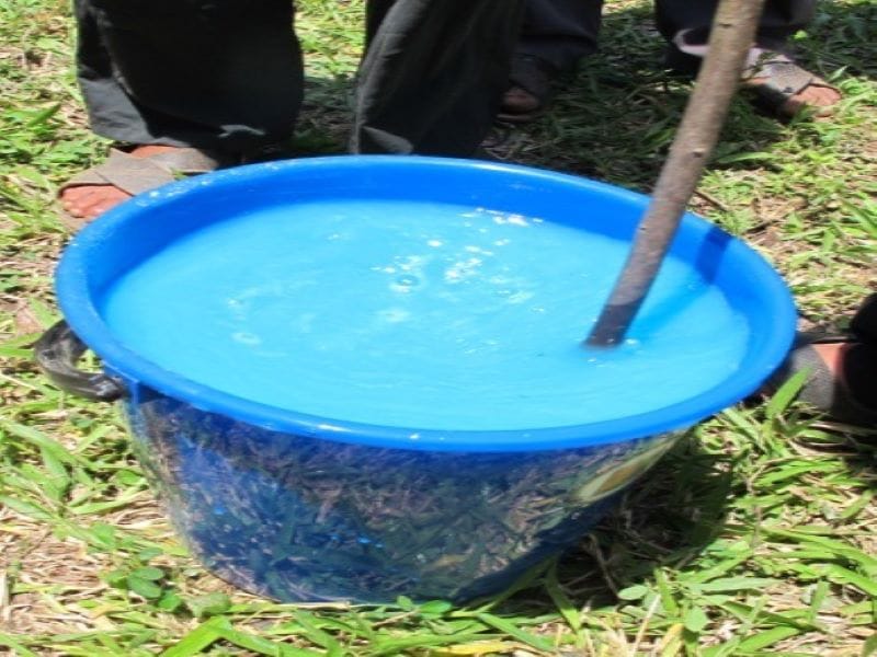 Bordeaux Mixture is an Effective Fungicide; Check How to Prepare This ...