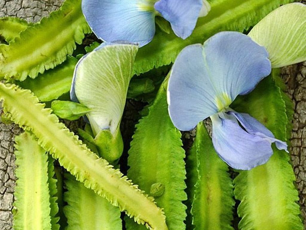 Winged Beans, Best Crop to Grow during Rainy Season
