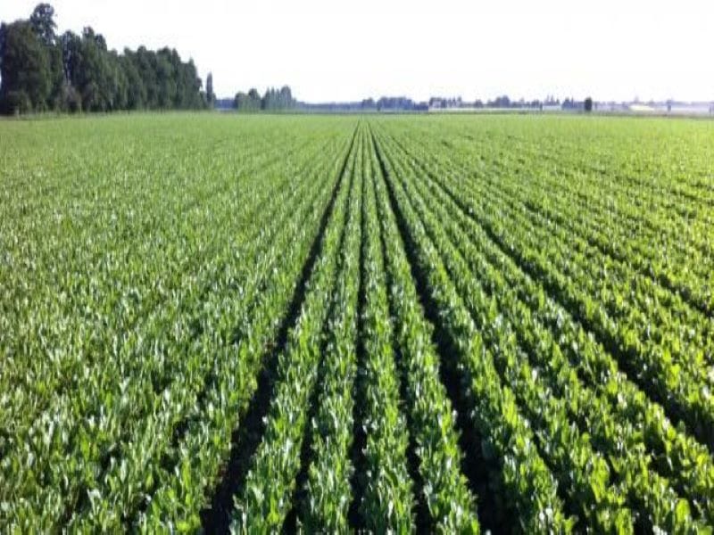 Beetroot Farming: Planting, Growing and Harvesting