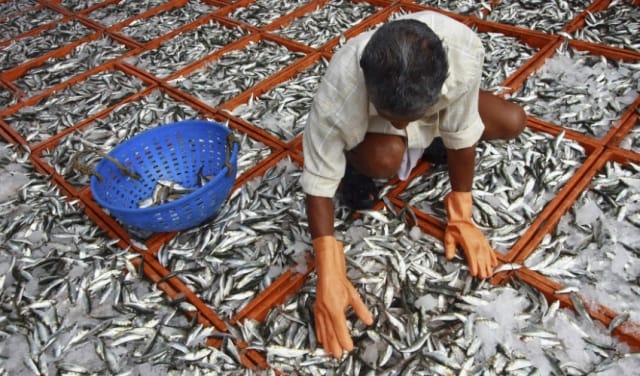 Towards EXPORT oriented Organic AQUA FARMING