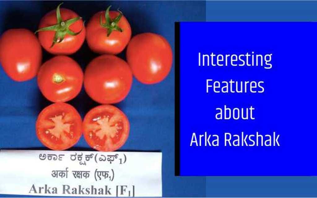 Tomato-dream comes true! Arka Rakshak tomato cultivation process ...