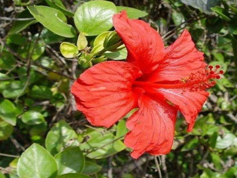 Uses and Medicinal Applications of China-rose plant in Daily Life