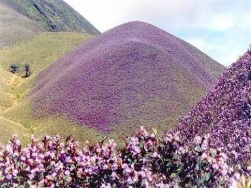 Neelakurunji- The flower which grows once in 12 years in Kerala