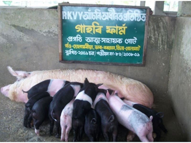 Pig Farming - A Lucrative Business in Assam