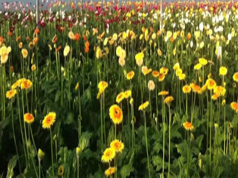 A Brief Guide to Horticulture – Classification, Features and Career Options