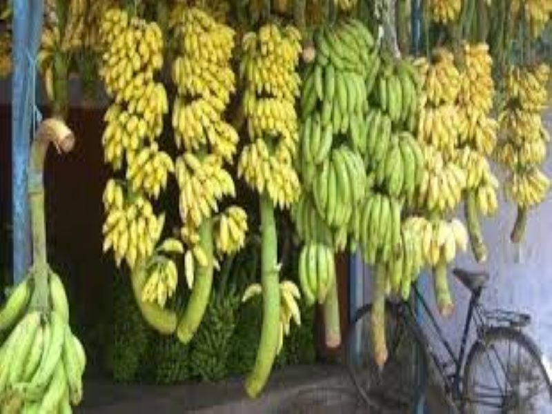 20 Interesting Facts about Banana that will shock you