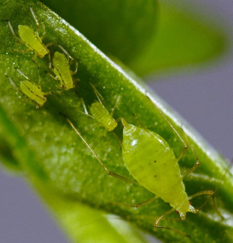 6 Organic Techniques for Effective Pest Management