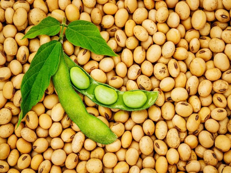 15 Important facts that you must know about Soybean