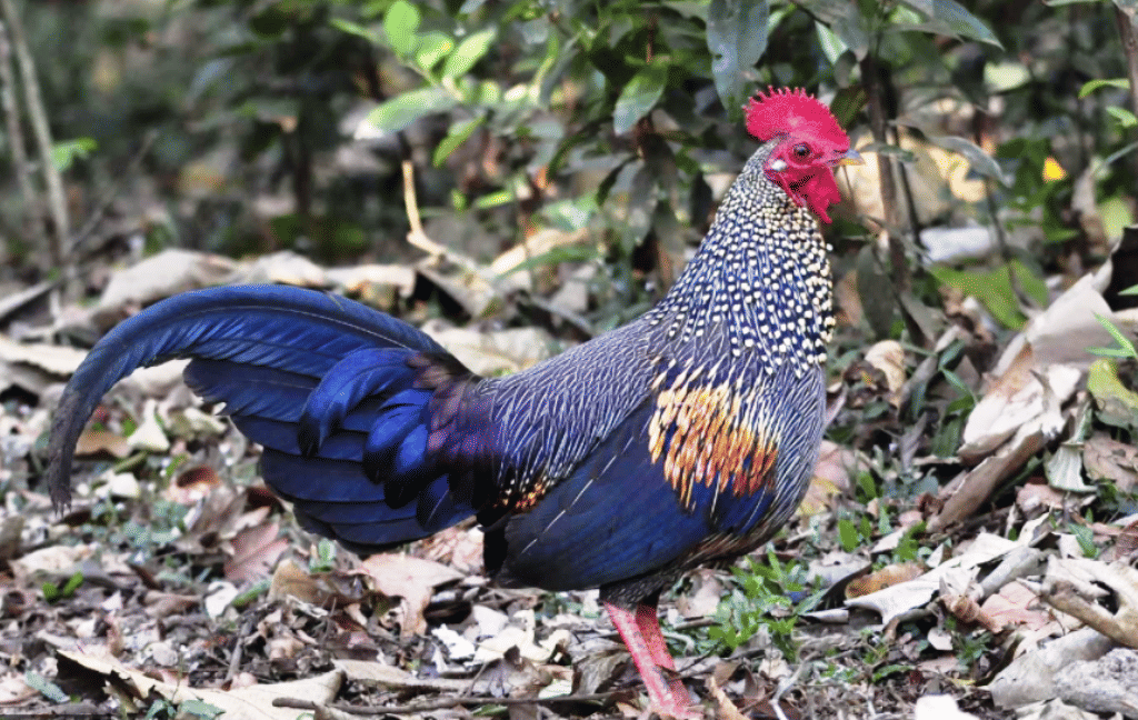 Poultry Farming: Top Chicken Breeds in India for Egg and Meat