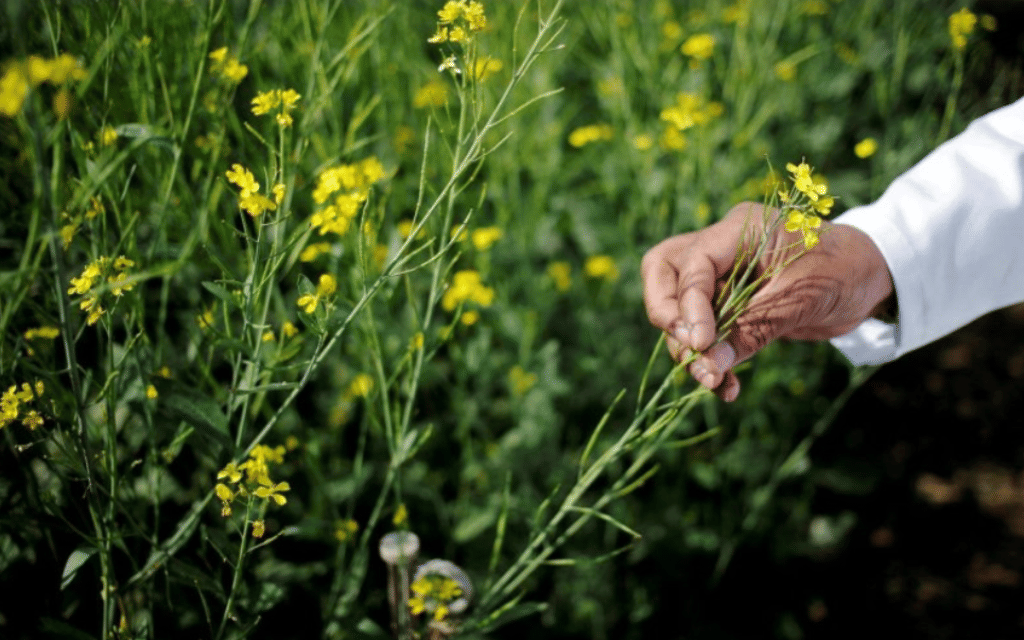 Mustard Cultivation Guide – Climate, Land Preparation, Varieties ...