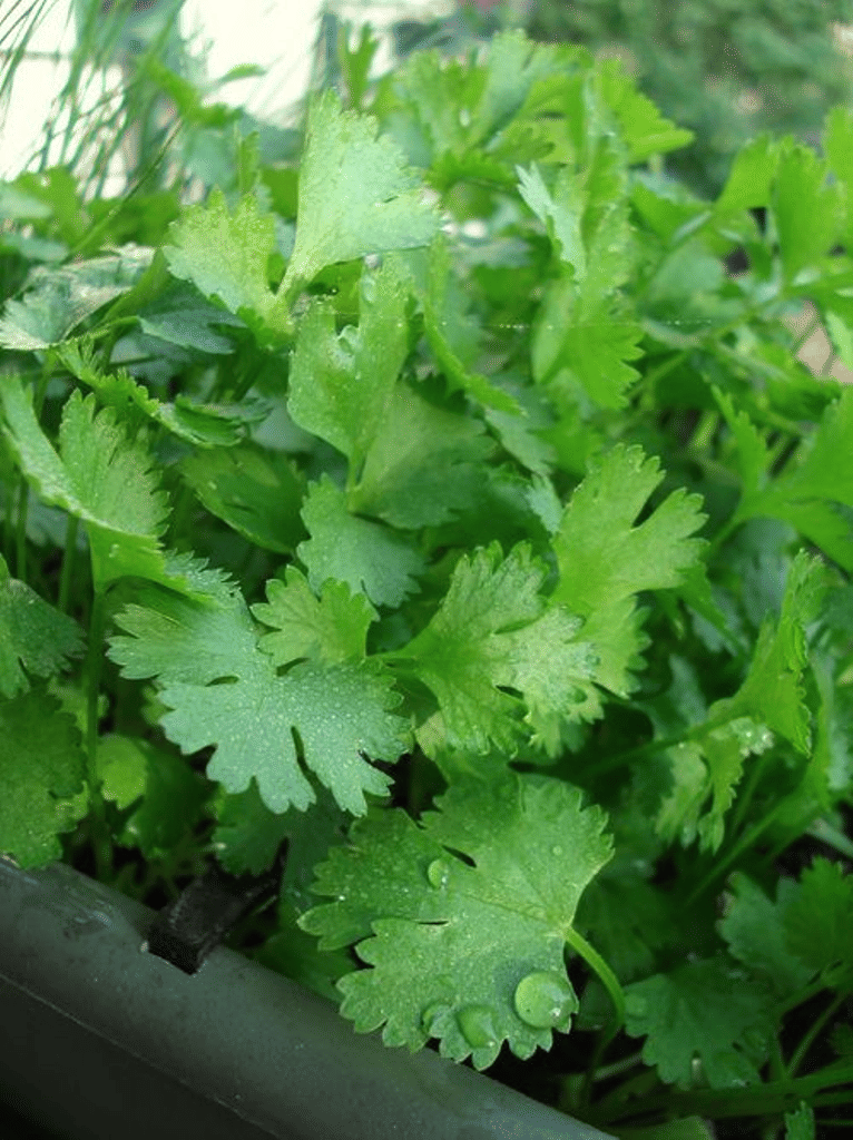 Complete Guide to Coriander Farming: Varieties, Climate Requirement ...