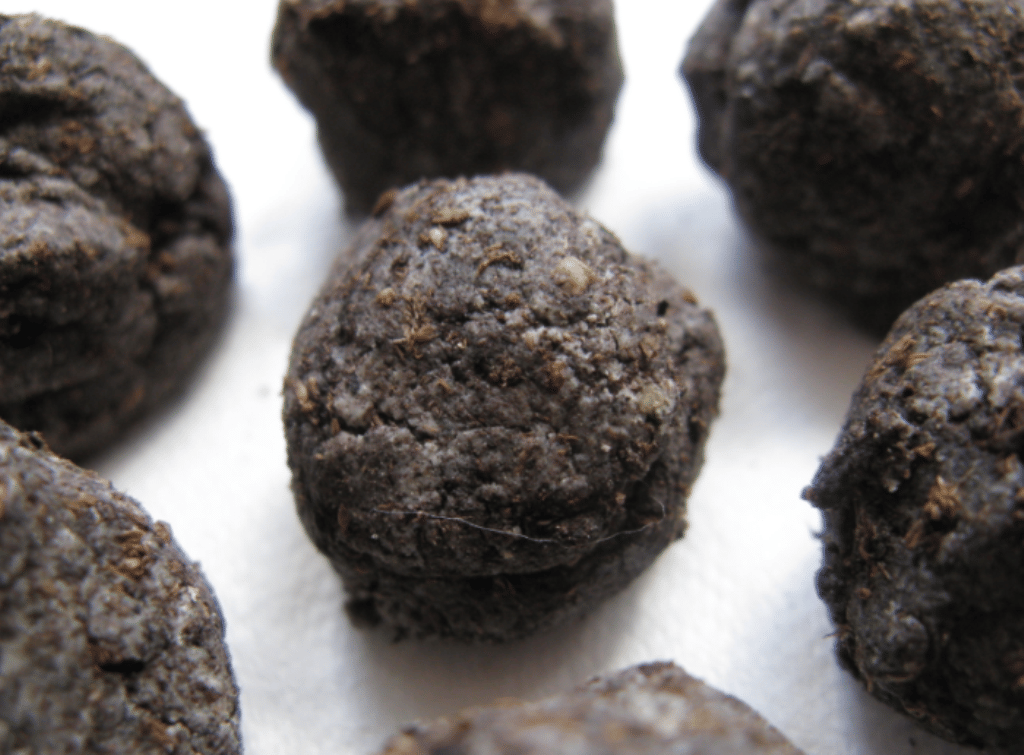Horticulture Department distributes seed balls to promote chemical free ...