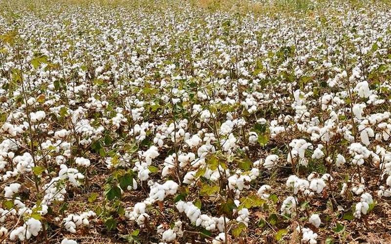 Heavy rains may cause extensive damage to summer crops