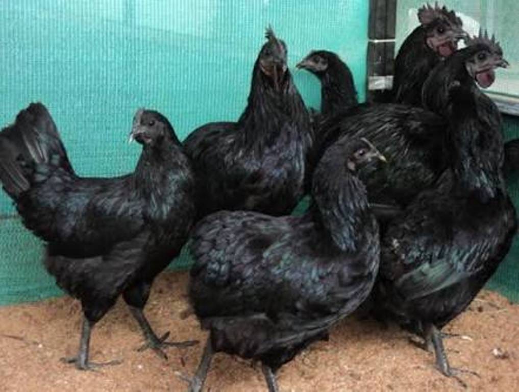 Poultry Farming: Earn In Lakhs from Kadaknath Chicken; Know How