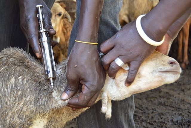How to treat Bacterial Diseases in GOAT
