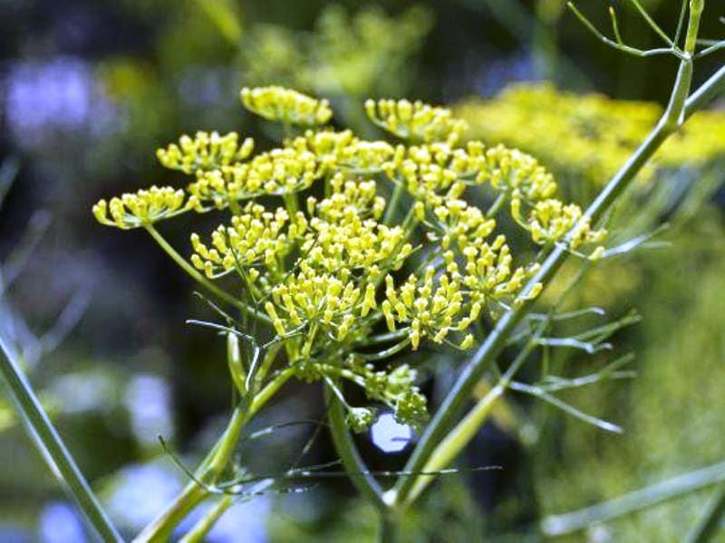 Fennel Seeds Cultivation; Know about Climate Requirement, Popular ...