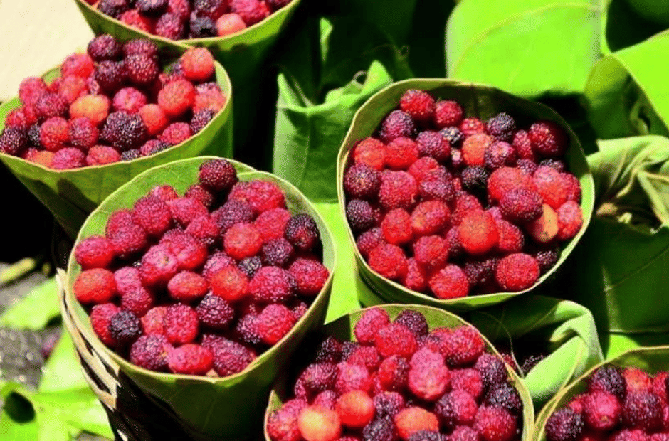 Pride of Himalayas: Know the Cultivation of Kaphal & Its Health Benefits