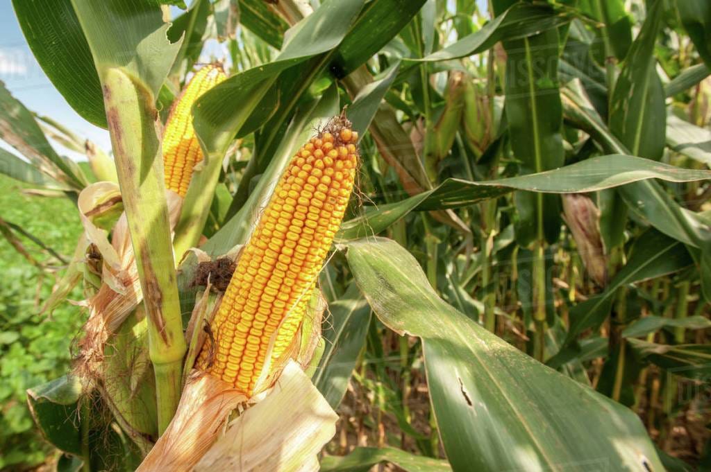 Ever heard of Corn Silk; Read to find out about its health benefits and ...