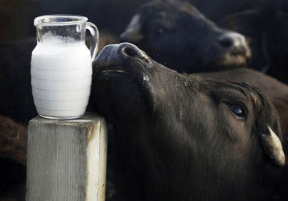 Five Good Reasons to Switch Over to Buffalo Milk