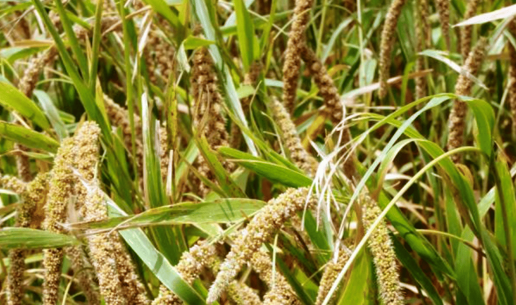 PMFBY Yojana Latest: Millets Will Now Be Covered Under Crop Insurance ...