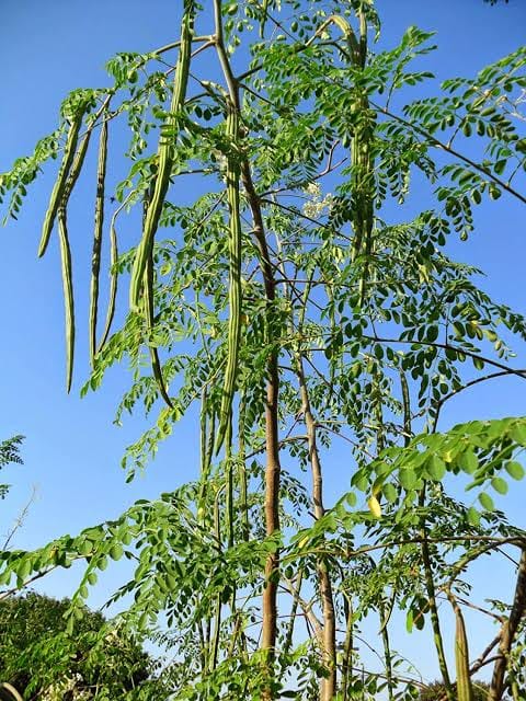 Why is Moringa tree special in our life?
