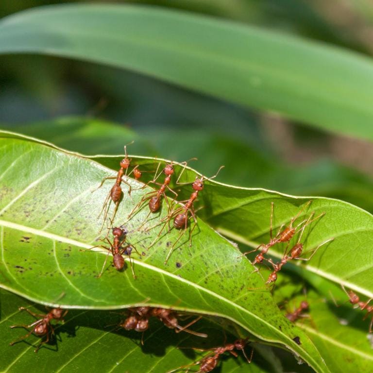 Tired of Ants in your Nursery? Read to find out 6 natural ways to ...