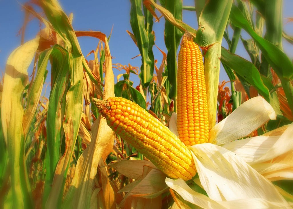 Efforts are going on to make Mutant Corn the Future of Agriculture