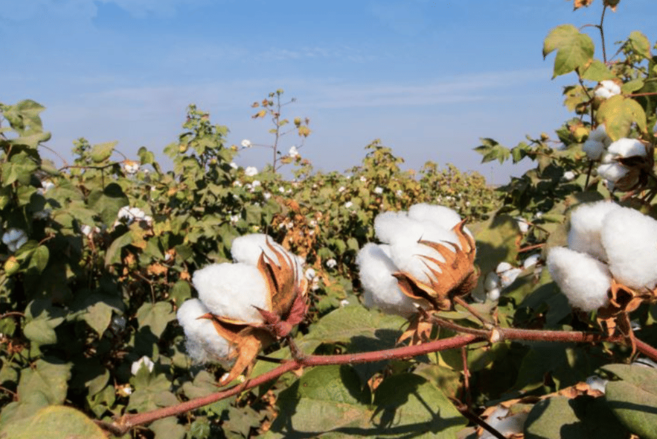 ICAR- Central Institute for Research on Cotton Technology Signs MoU ...