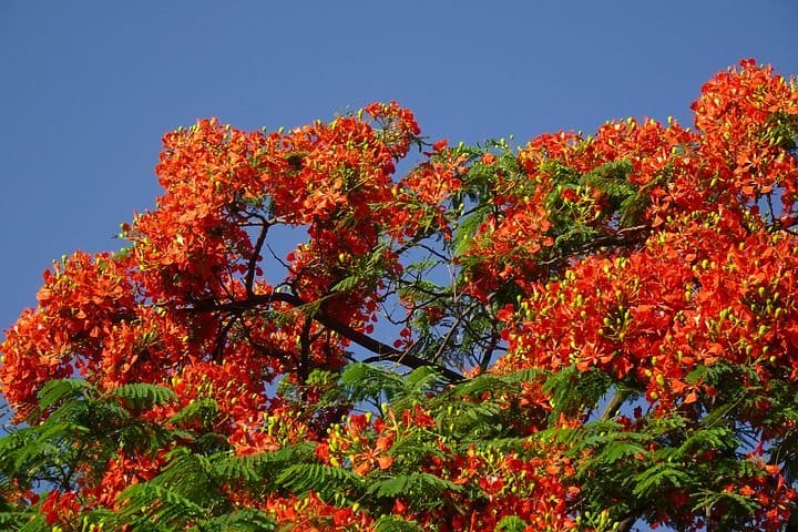 Gulmohar Tree: How to Grow, Its Uses, Benefits and Much More