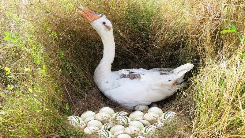 Here are Some Tips to Help You Get Started with Goose Farming