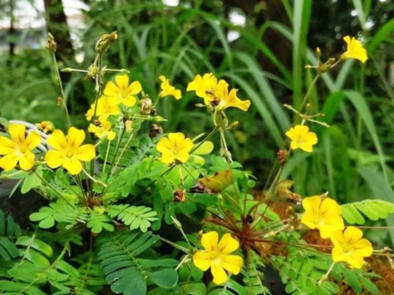 Do you know the Uses and Benefits of Little Tree Plant