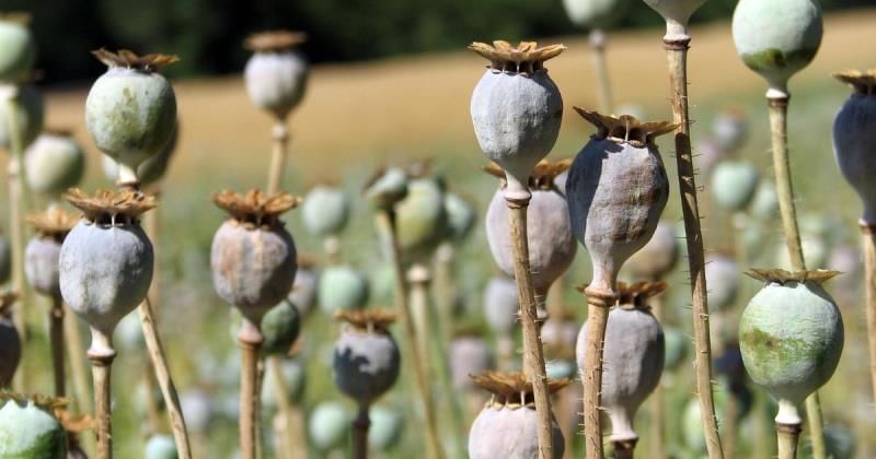 Opium Cultivation: Know How to Get A License to Cultivate Opium