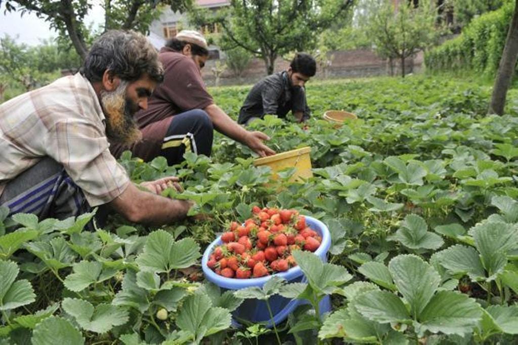 Horticulture in India – Know about Different Subsidy Schemes ...