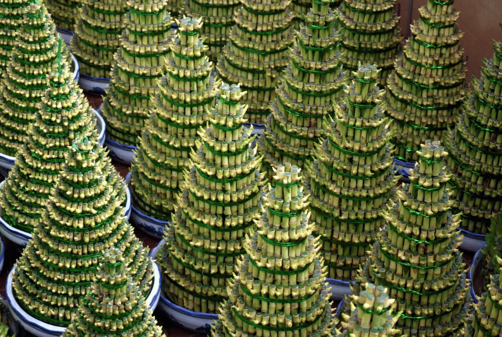 Indoor Cultivation of Chinese Bamboo : A Step by Step Guide to Grow ...