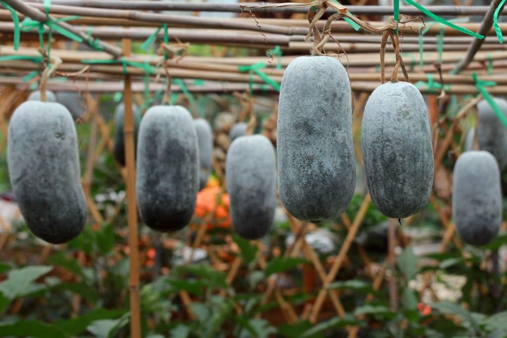 Winter Plant: How to Grow Winter Melon Indoor?