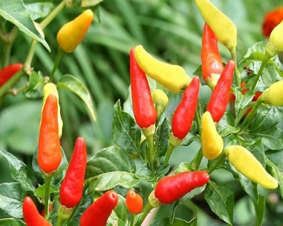 How to grow Birds Eye Chili from seeds?