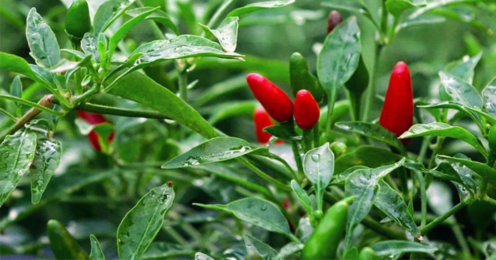 10 Tips to Increase Productivity of Chilli Crop