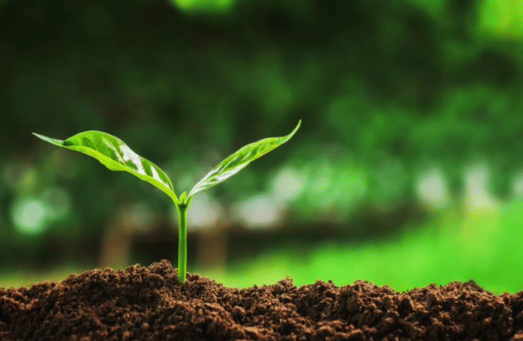EPA Seeking Comments on Updated Plant Biostimulants Guidance