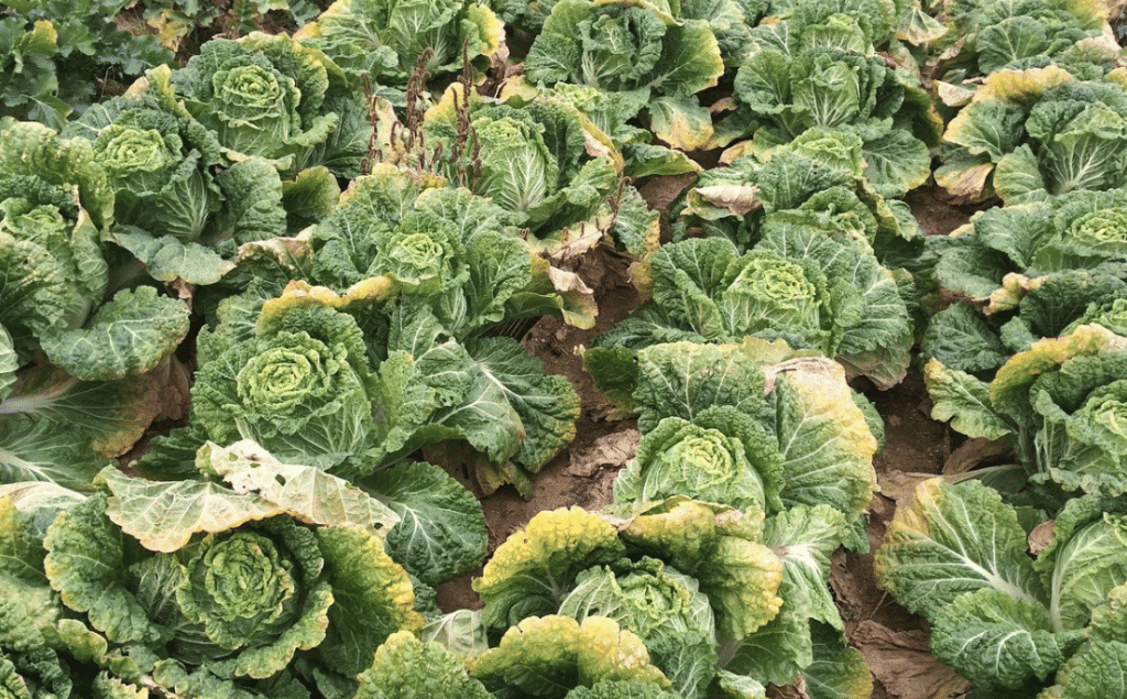 Know the Significance of Bumper Crop Production for Agricultural Sector ...