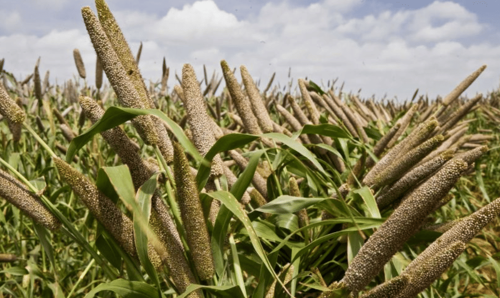 ICAR-Indian Institute of Millets Research dedicates Millet Processing ...