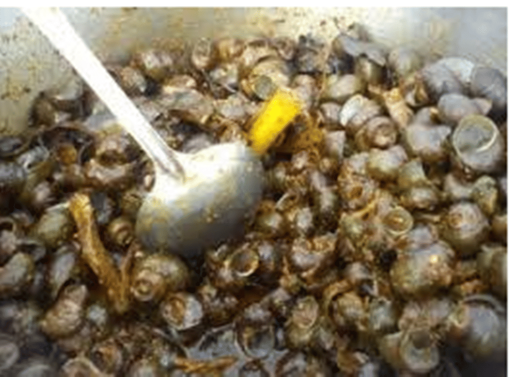 Fresh Water snails: A Perfect food source packed with all kinds of ...