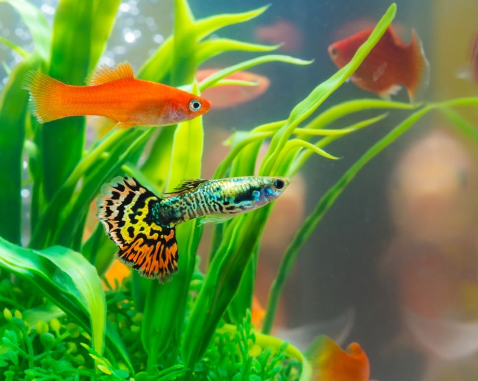 Fish Breeding in Tanks – A Complete Guide